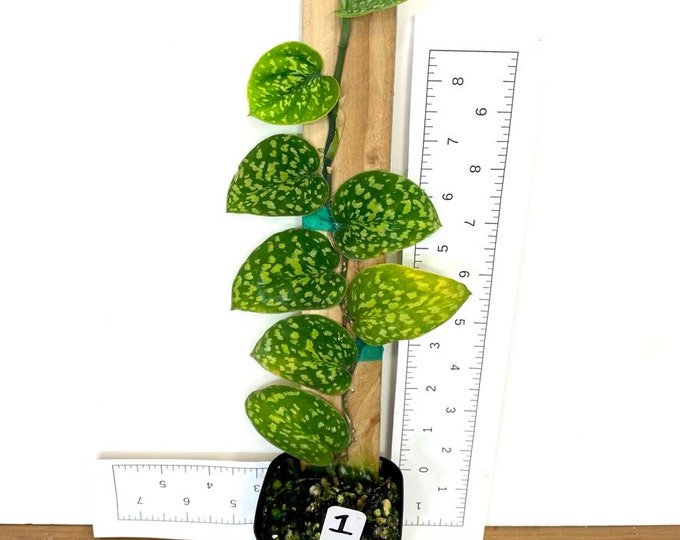 Scindapsus 'snake Scale' | Snake Scale Variegated Scindapsis | Rooted 4 ...