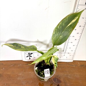 Variegated ‘silver Sword’ Philodendron | Rooted Cuttings and Small ...