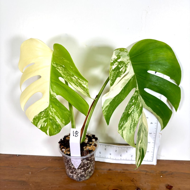 Variegated Monstera - Etsy