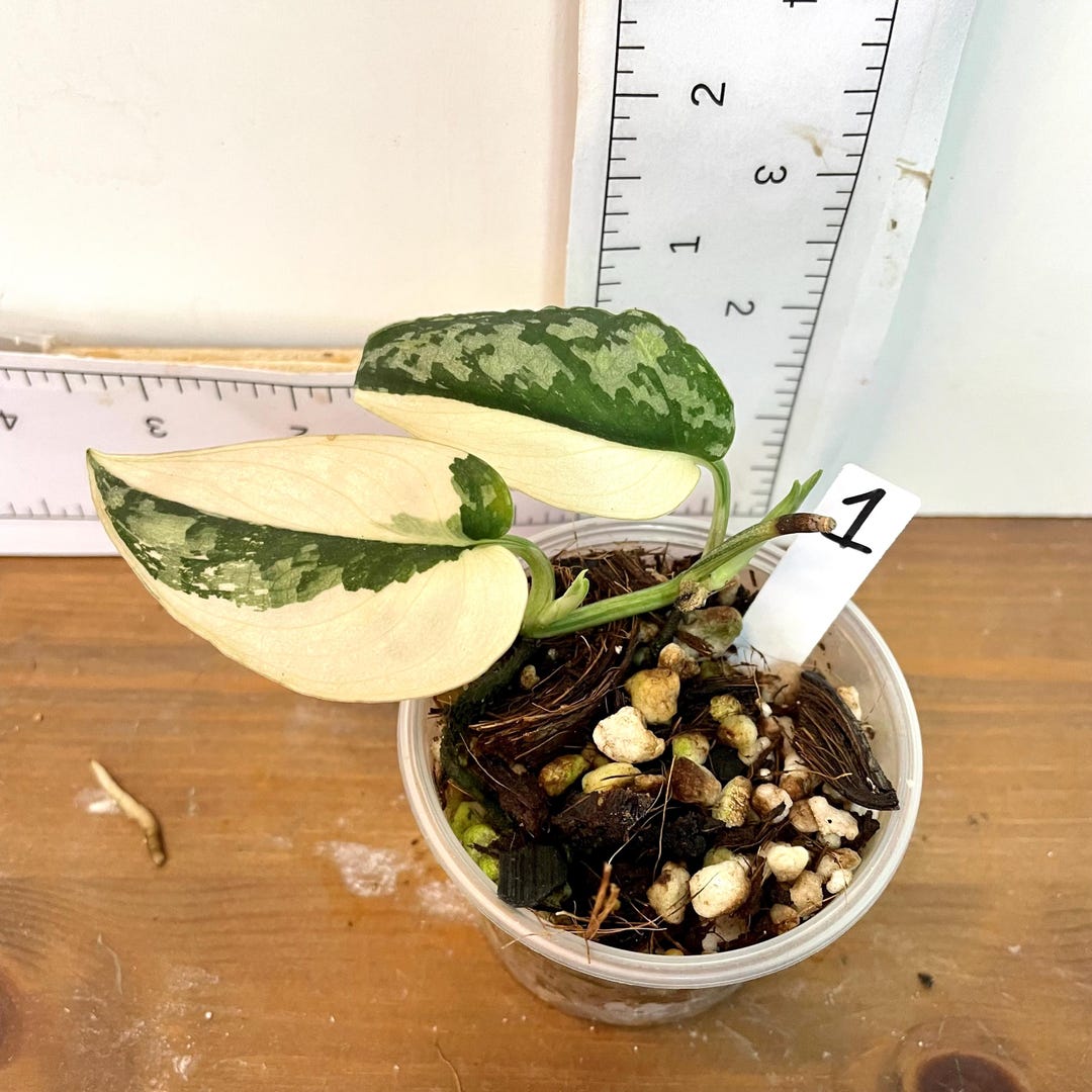 Scindapsus Mayari Variegated Rare Variegated Scindapsis Rooted 3 Inch ...