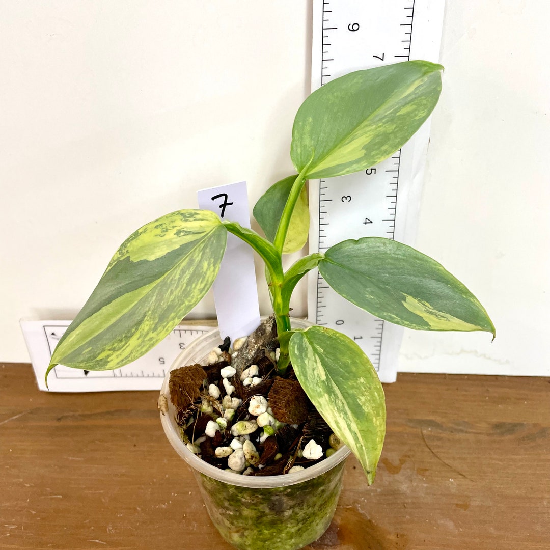 Variegated silver Sword Philodendron Yellow, Cream, White, Silver ...