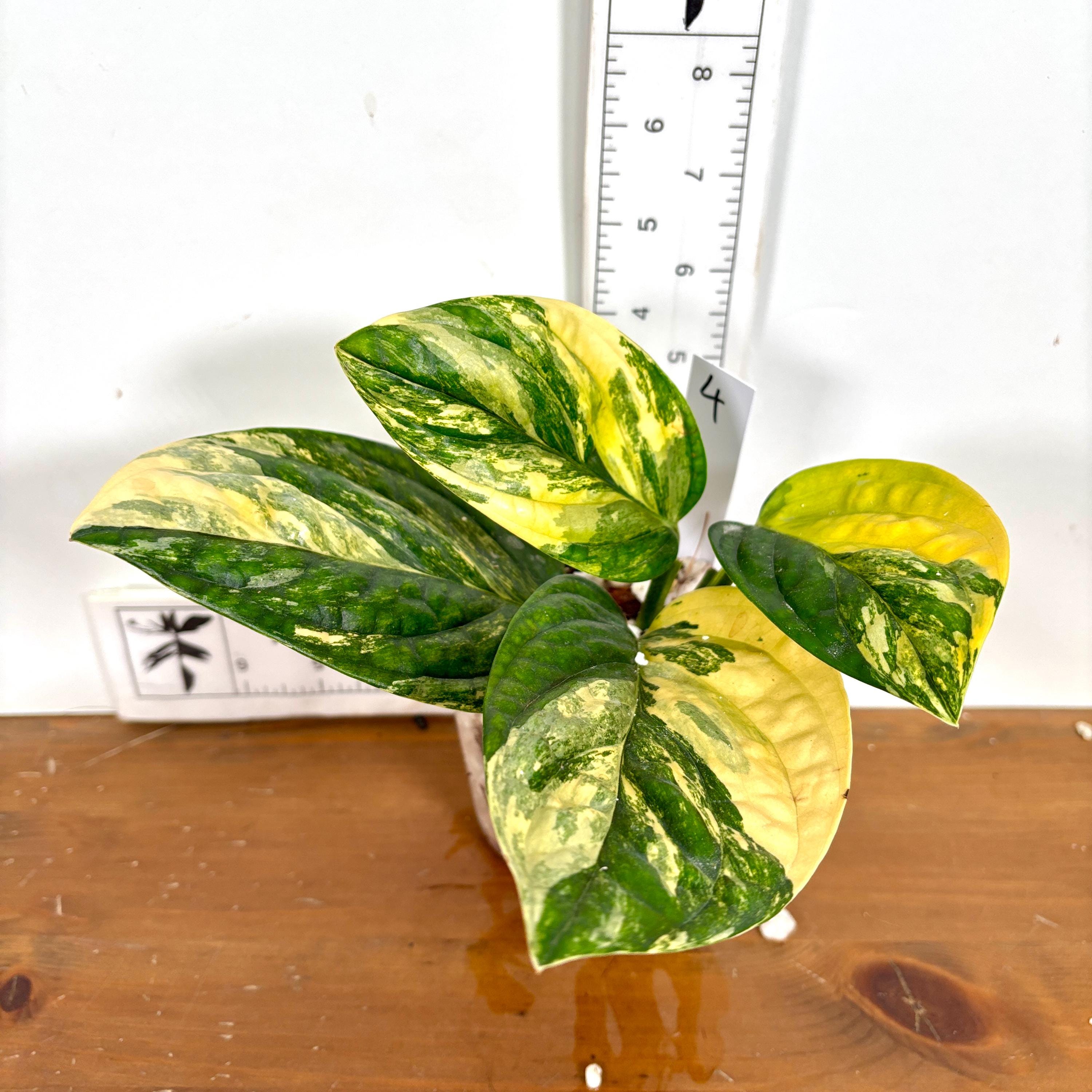 Variegated Monstera 'peru' | Climbing Tropical Plant | Yellow, Cream ...