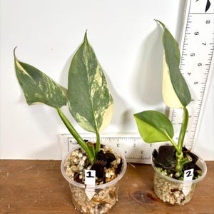 Variegated ‘silver Sword’ Philodendron | Rooted Mid-cuts With Leaves ...