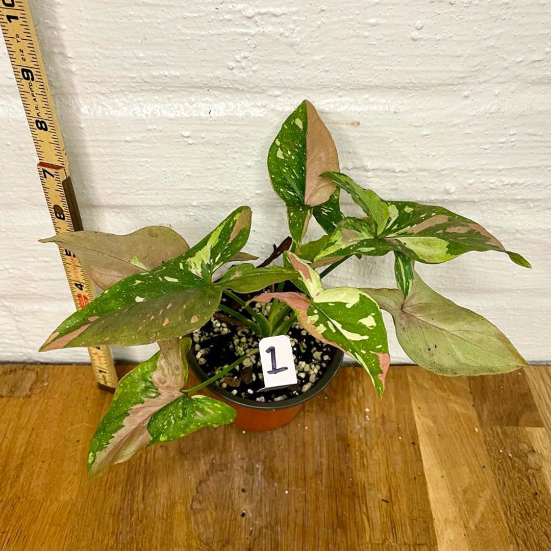 Syngonium Red Spot Tricolor Rare Trailing Climbing Aroid Easy Plant for ...