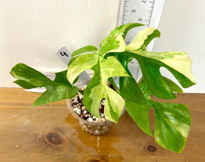 Rhaphidophora Tetrasperma 'variegated' Mini Monstera Ginny Albo Exact ...