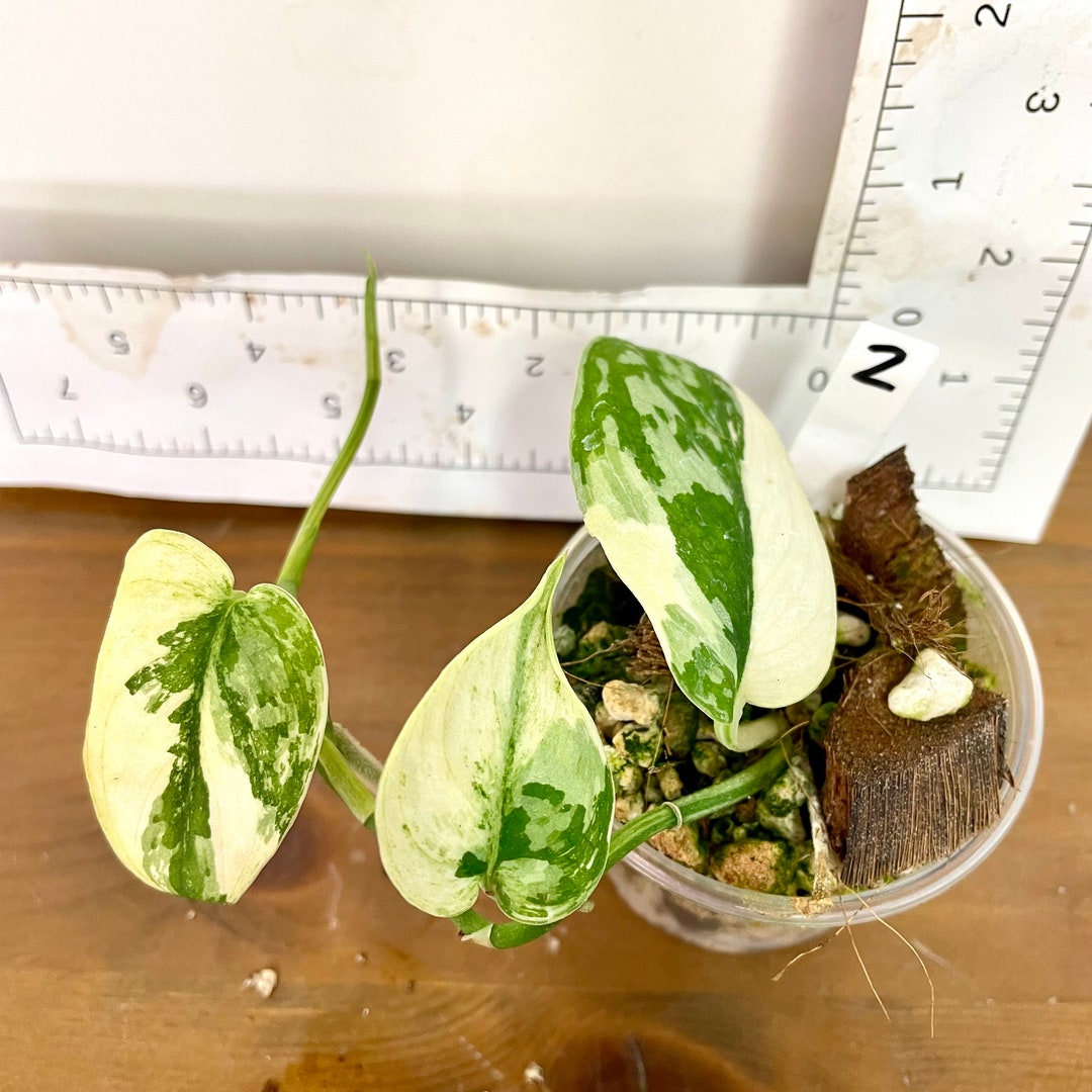 Scindapsus Mayari Variegated Rare Variegated Scindapsis Rooted 3 Inch ...