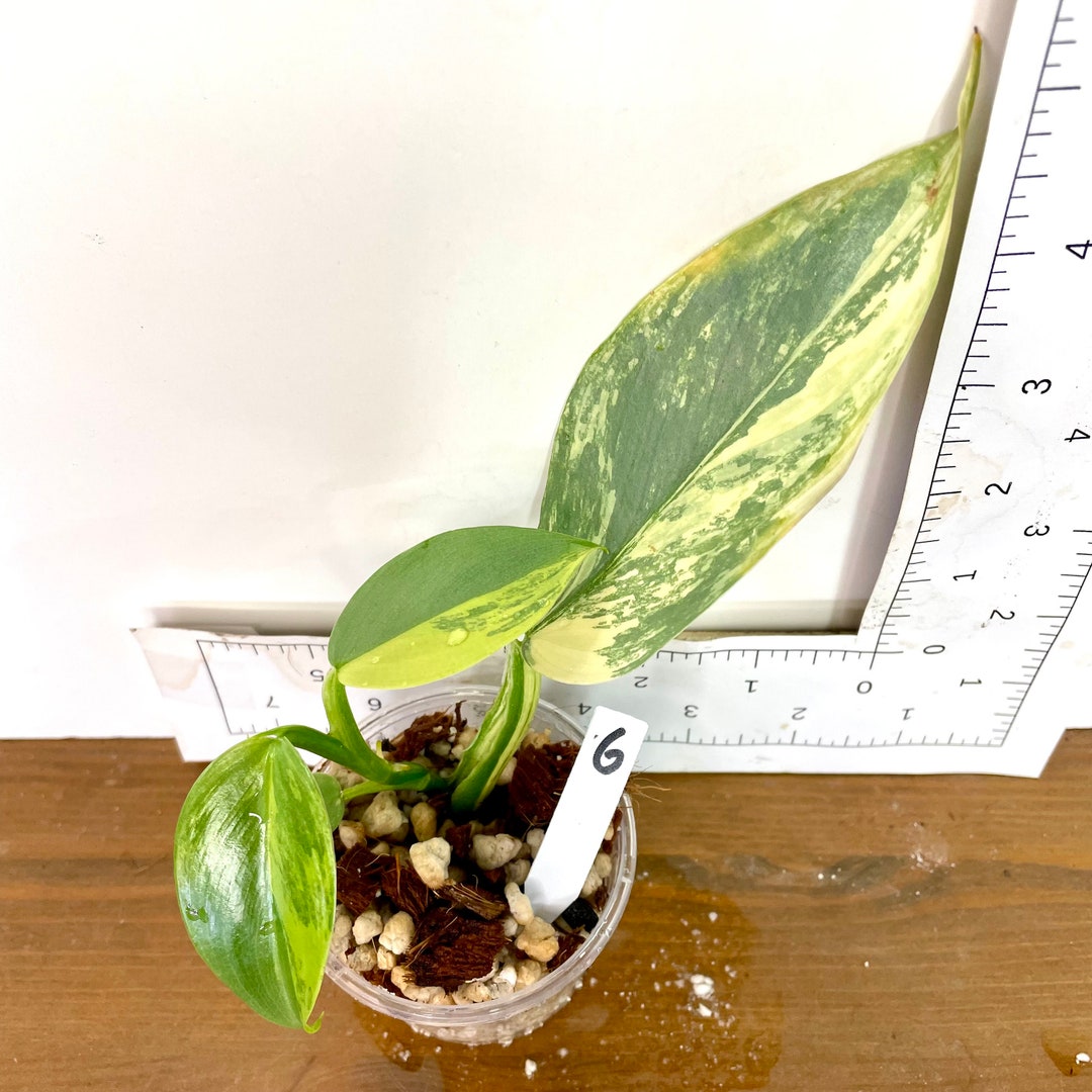 Variegated Philodendron silver Sword Philodendron Hastatum Variegated ...