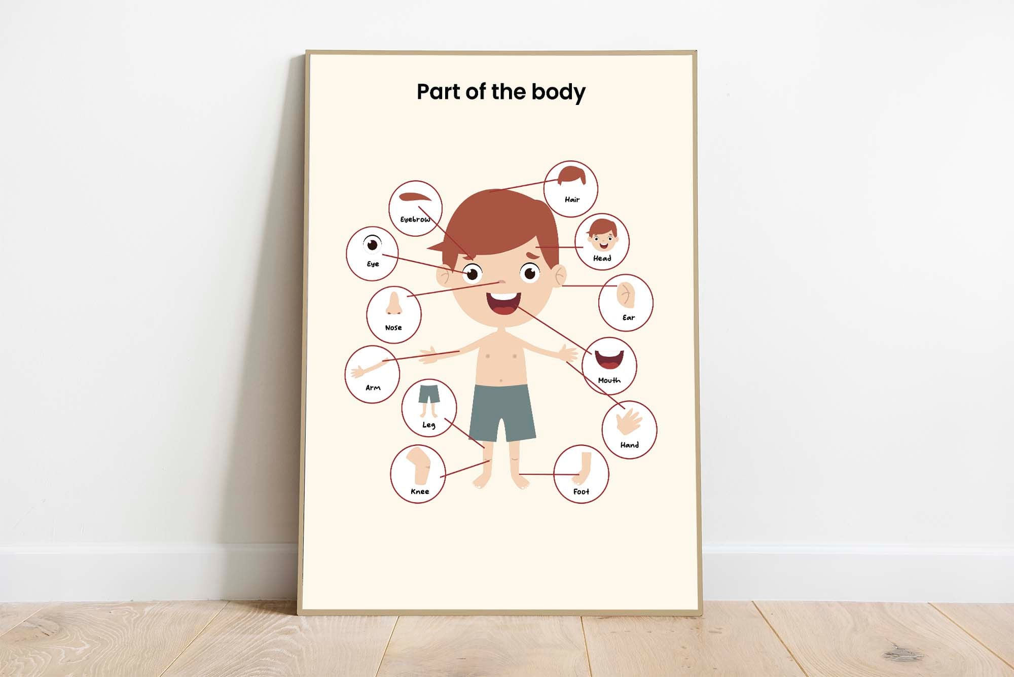 Cartel De Partes Del Cuerpo Humano Para Niños