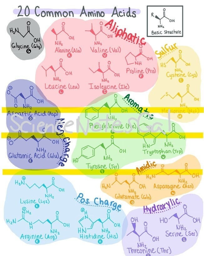 20 Common Amino Acids Chart