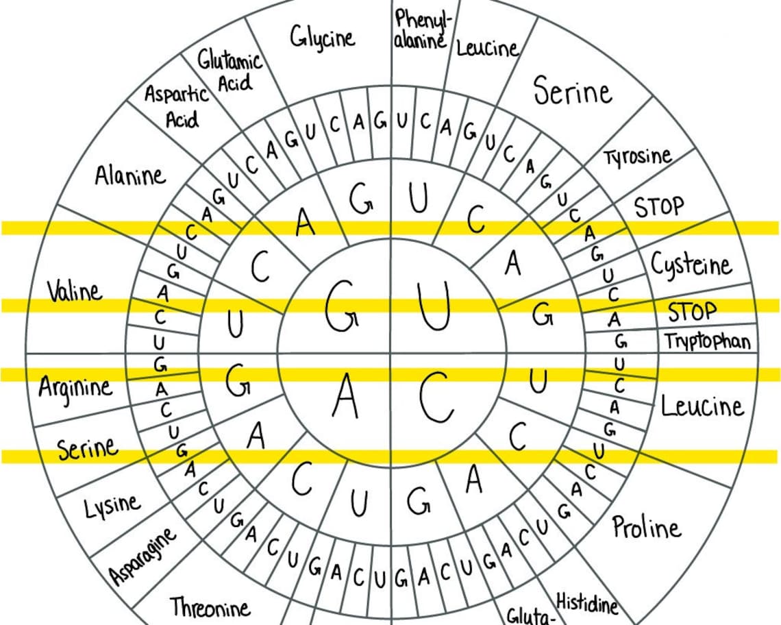 Amino Acid Codon Chart Template - Etsy Amino Acid Codon Chart Template - Etsy