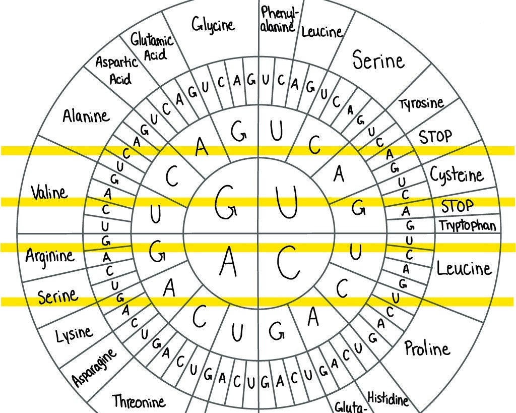 Amino Acid Codon Chart Template Etsy