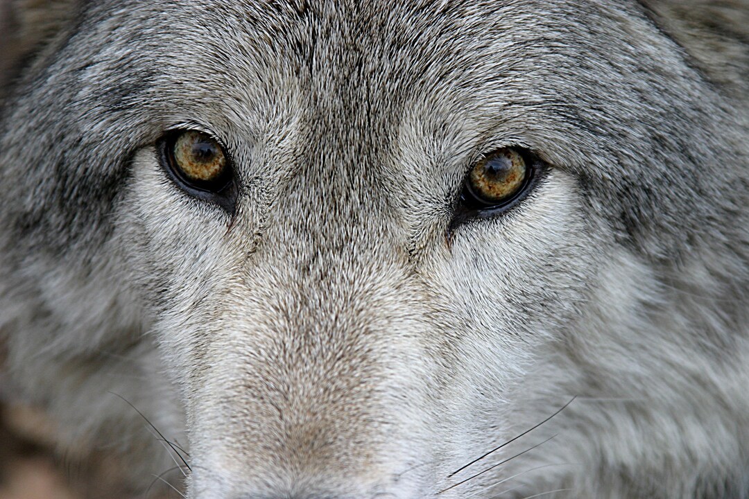 Grey Wolf Eye - Etsy