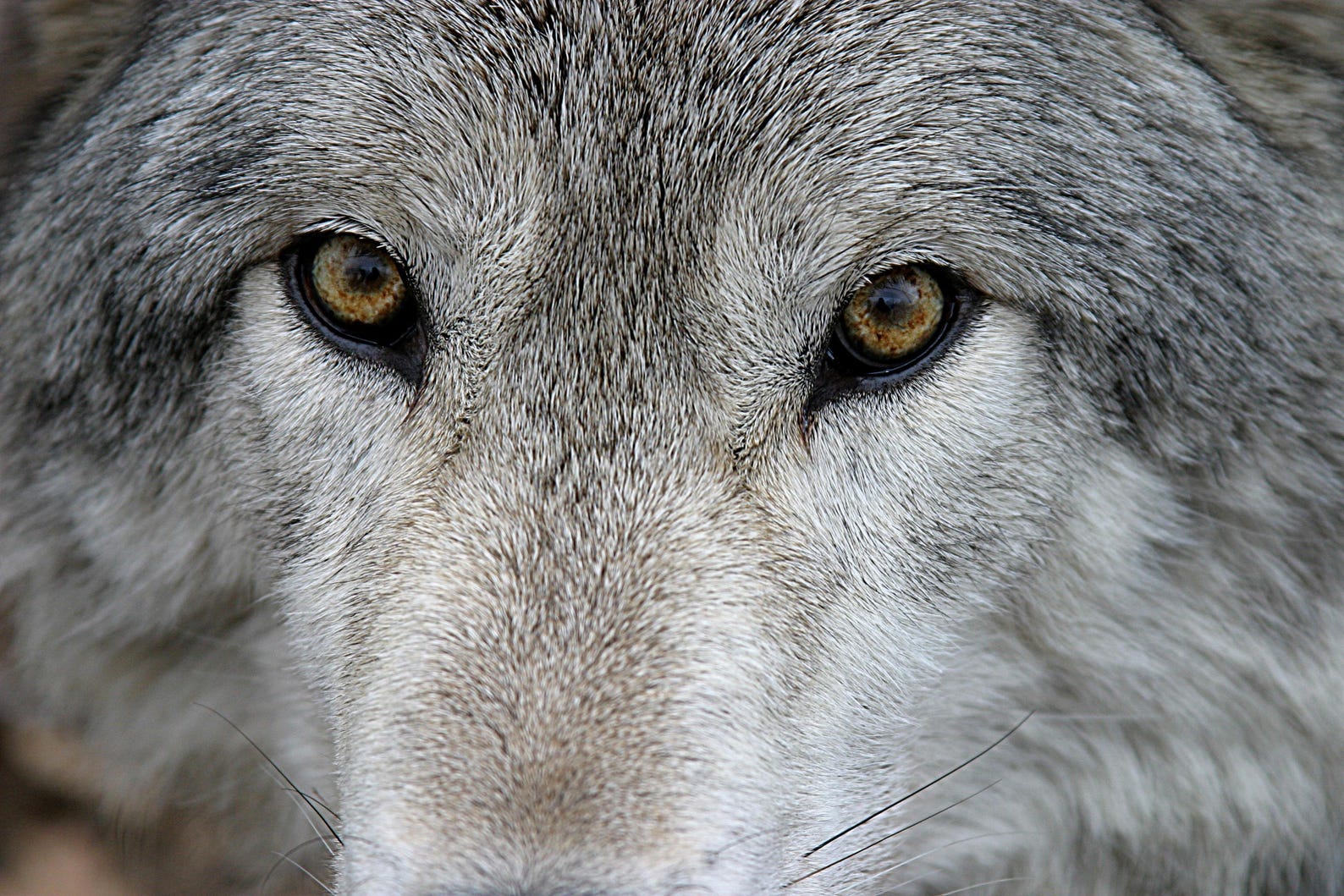 Grey Wolf Eye - Etsy