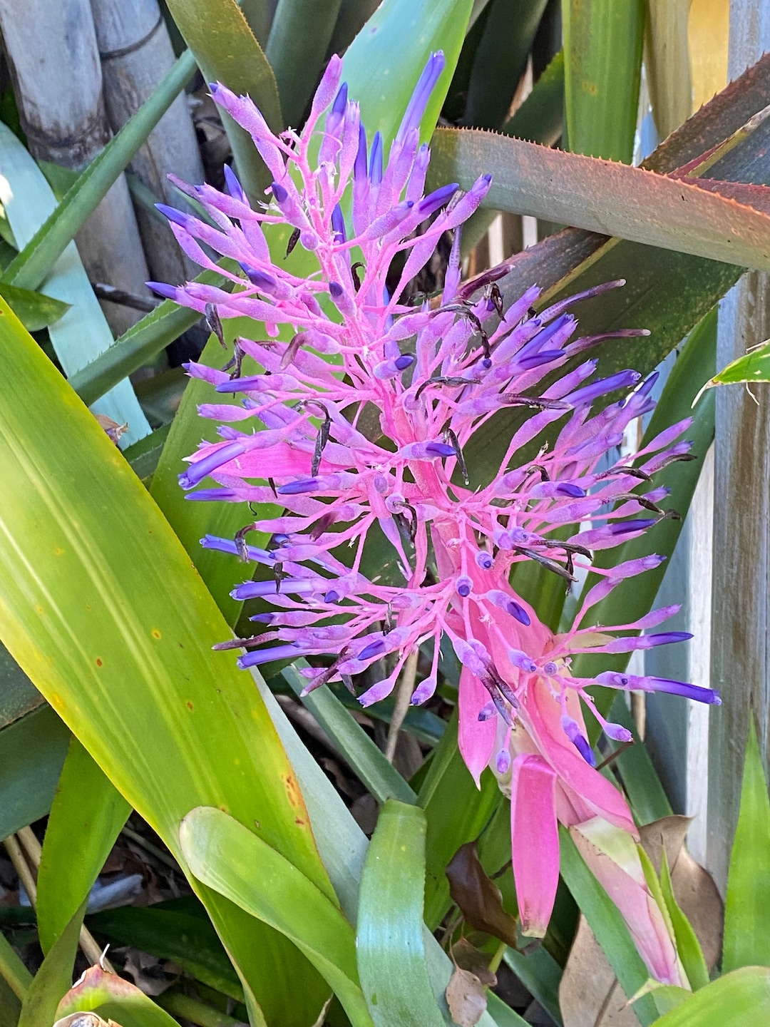 Bromeliad, PORTEA PETROPOLITANA V. NOETTIGII, Mature Plant, Rare, Hard ...