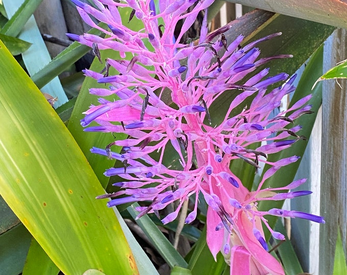 Bromeliad PORTEA PETROPOLITANA V. NOETTIGII Pup Rare Hard - Etsy