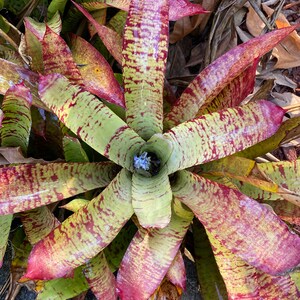 Neoregelia Rubrovitatta, Bromeliad, Plant, Garden, Unusual, Gift, Full ...