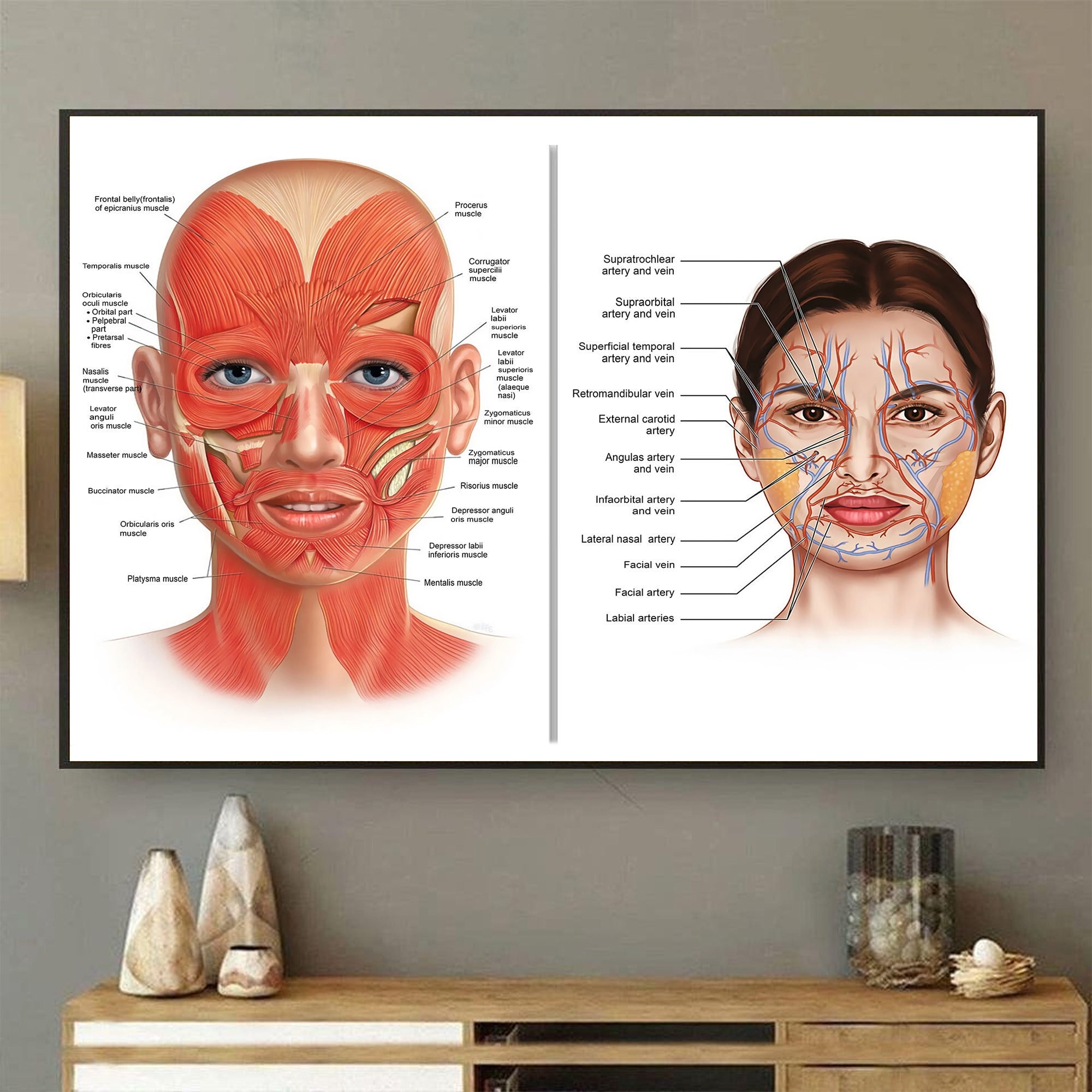 Skinless Face Anatomy