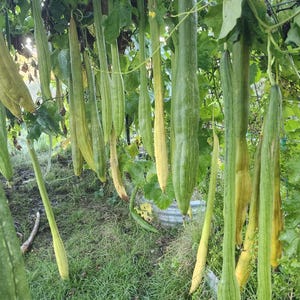 Thai Extra Long Luffa 3-4 Feet Long Organic Minimum Seed Count 15 ...