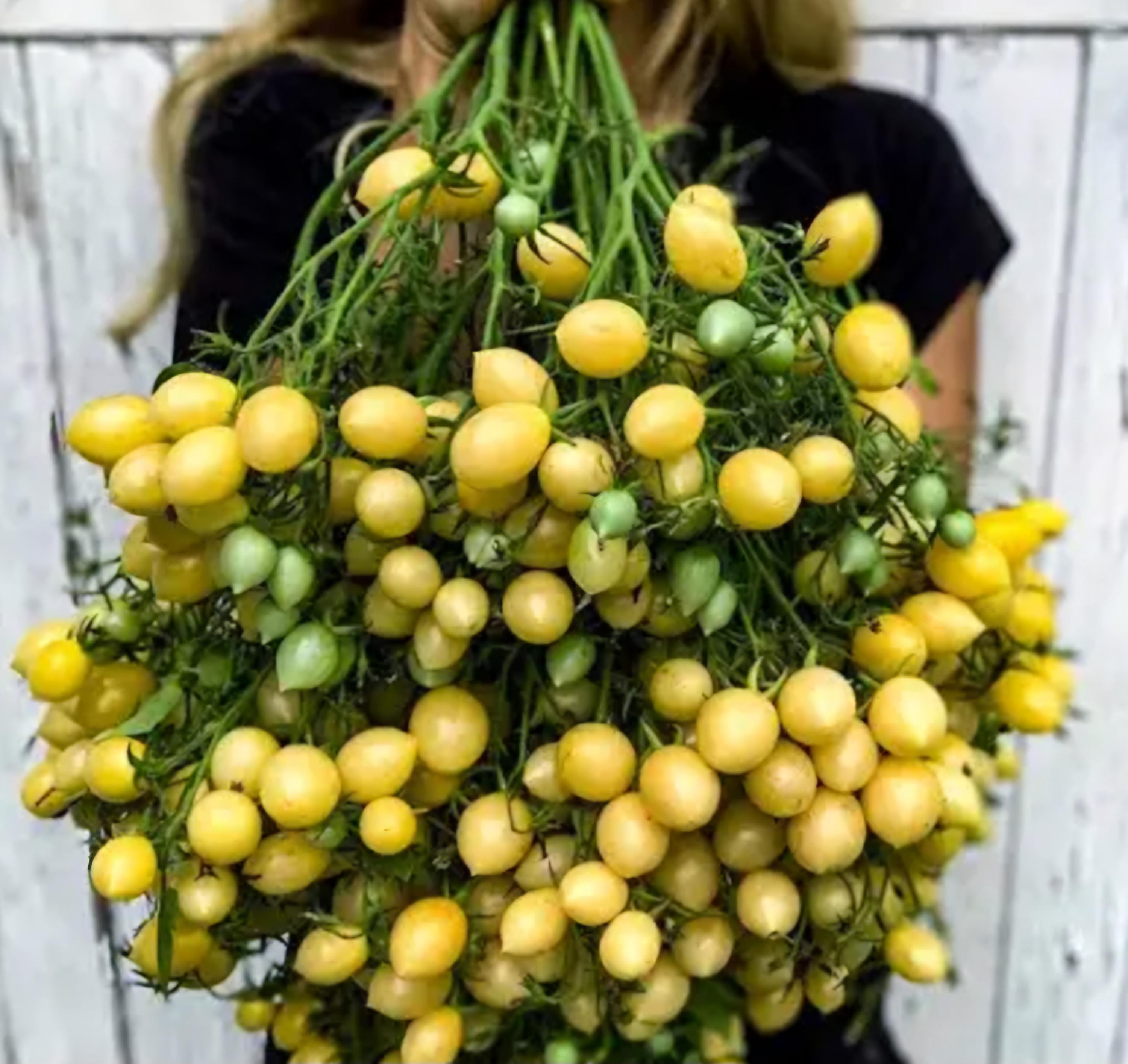 Barry's Crazy Cherry Heirloom Tomato Rare 25 Seeds per Pack. Open ...