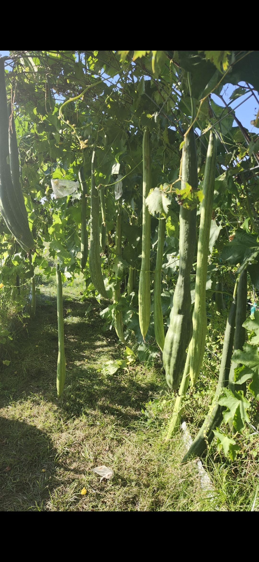 Thai Extra Long Luffa Seed Mix, Organic, Minimum 15 Seeds - Etsy
