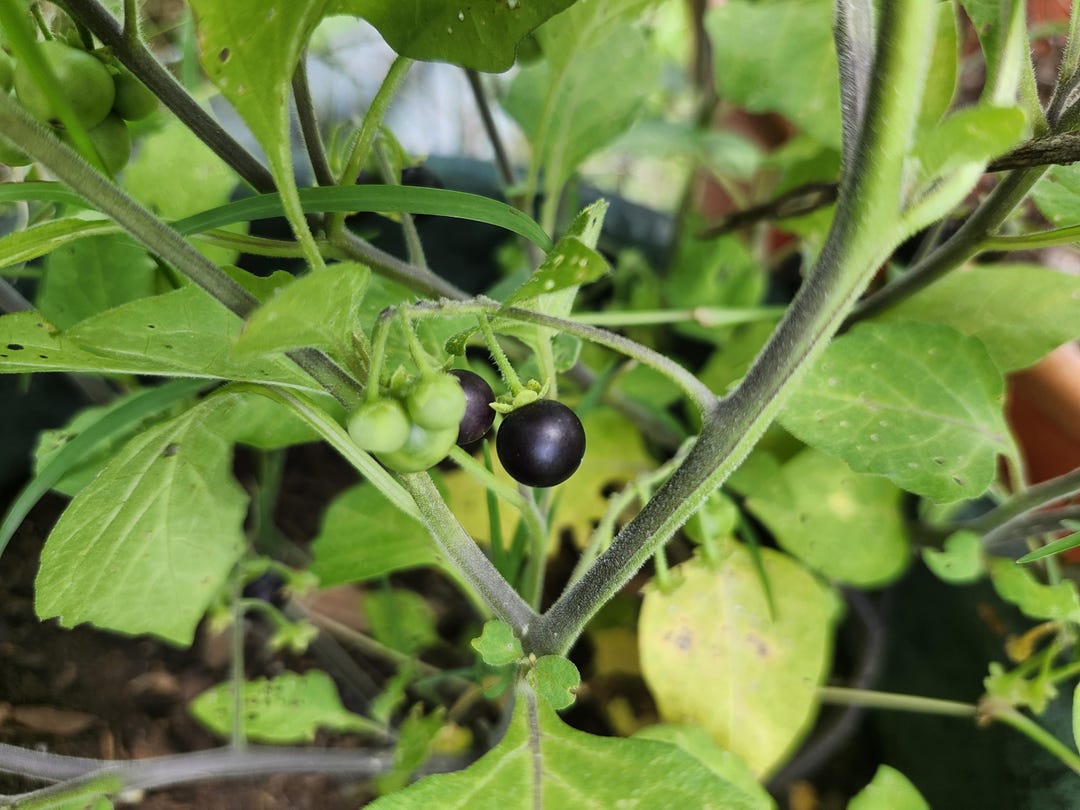 150+ Organically Grown Garden Huckleberry Seeds Schwartzenbeeren - Etsy