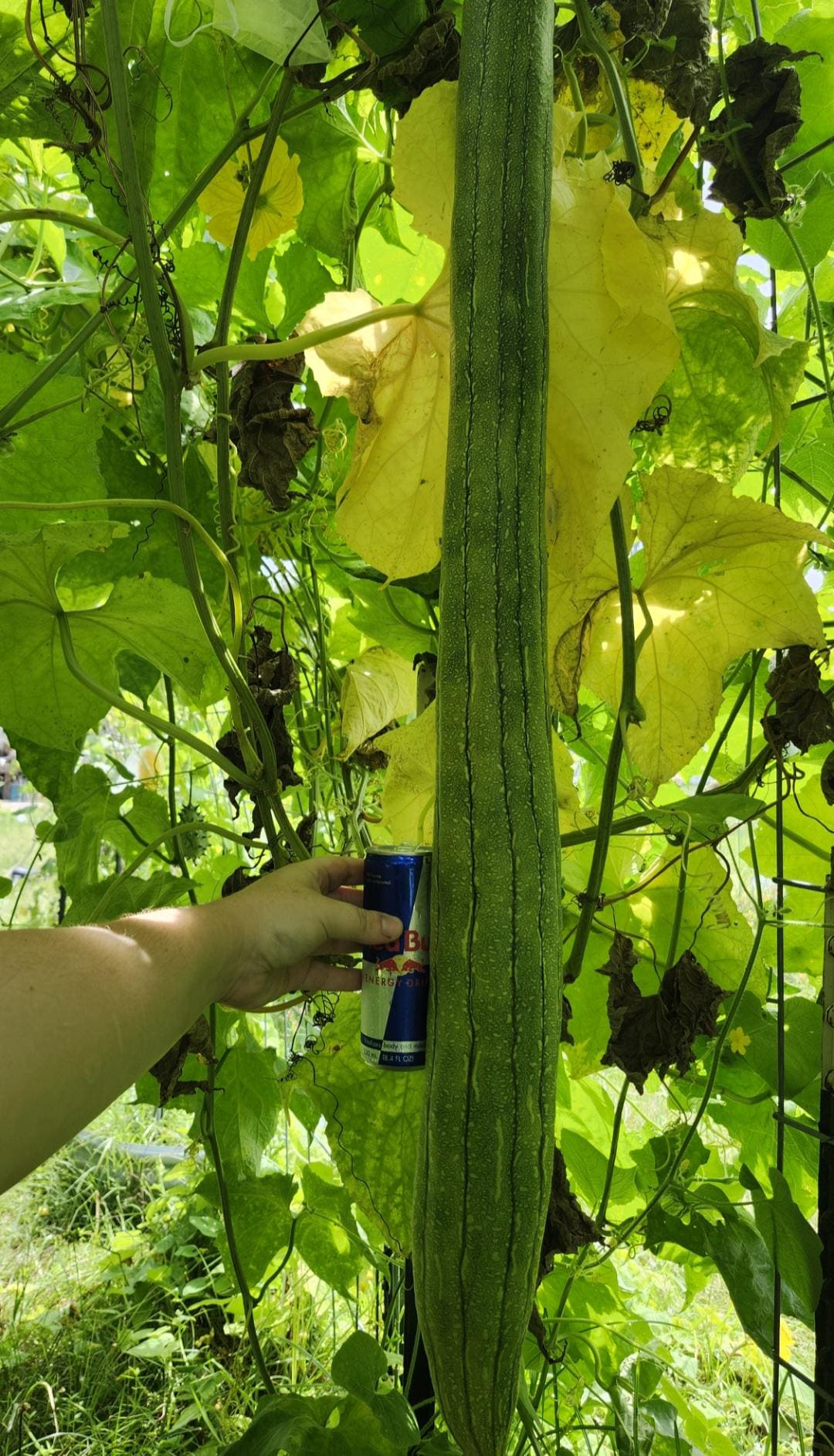 Thai Extra Long Luffa 3-4 Feet Long Organic Minimum Seed Count 15 ...