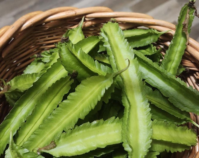 Urizun Winged Bean Seeds, Japanese Heirloom Summer Crop (15+ Seeds) - Etsy
