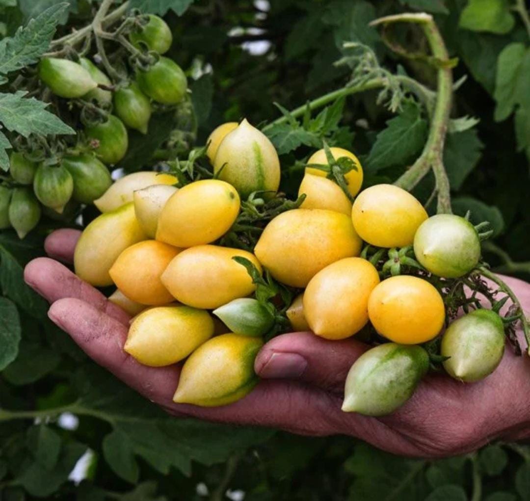 Barry's Crazy Cherry Heirloom Tomato Rare 25 Seeds per Pack. Open ...