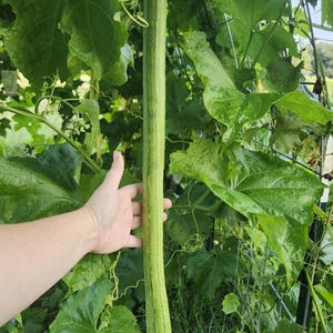 Thai Extra Long Luffa 3-4 Feet Long Organic Minimum Seed Count 15 ...