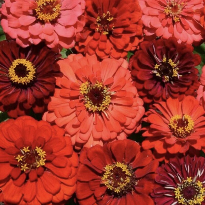 Rare Zinnia Seeds - Etsy