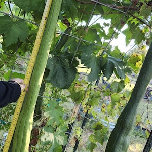 Thai Extra Long Luffa 3-4 Feet Long Organic Minimum Seed Count 15 ...