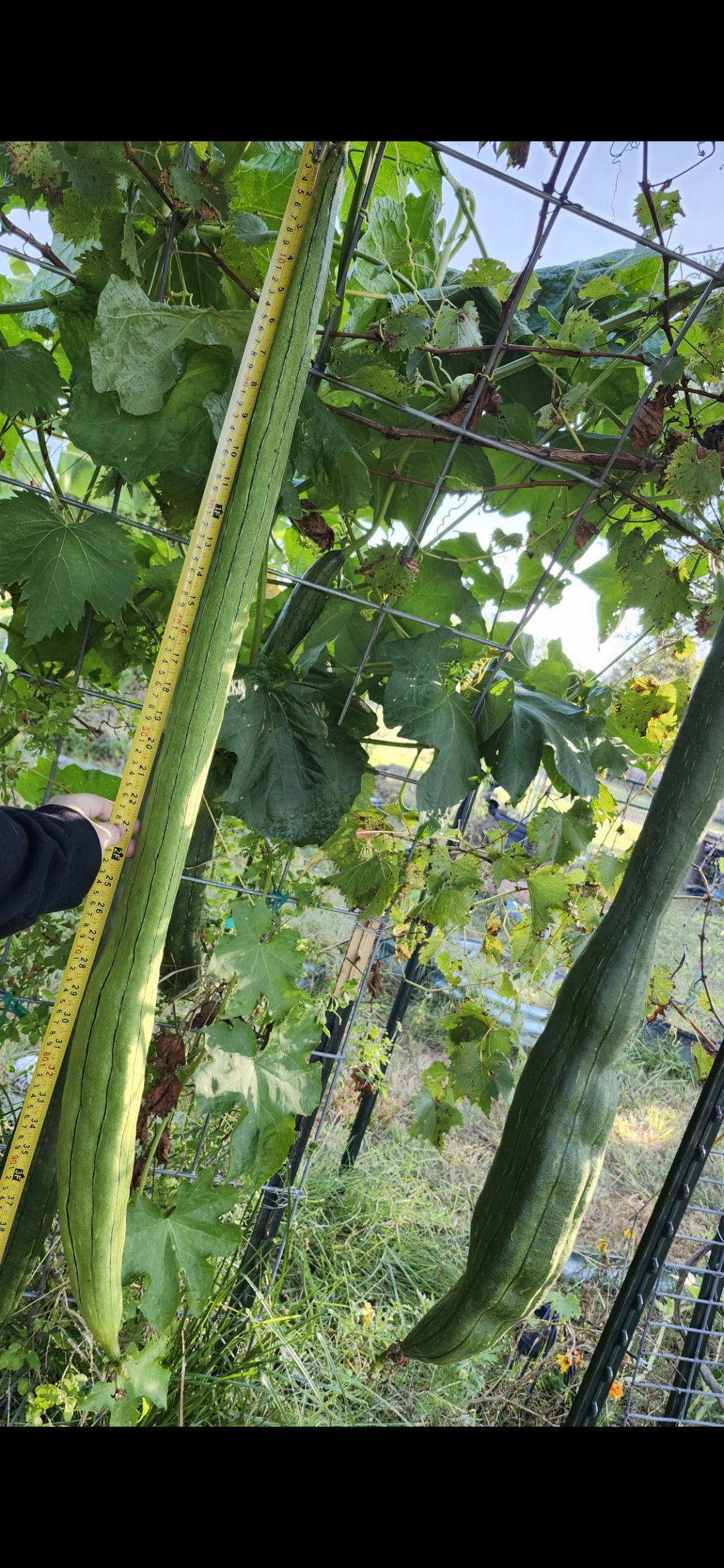 Thai Extra Long Luffa Seed Mix, Organic, Minimum 15 Seeds - Etsy