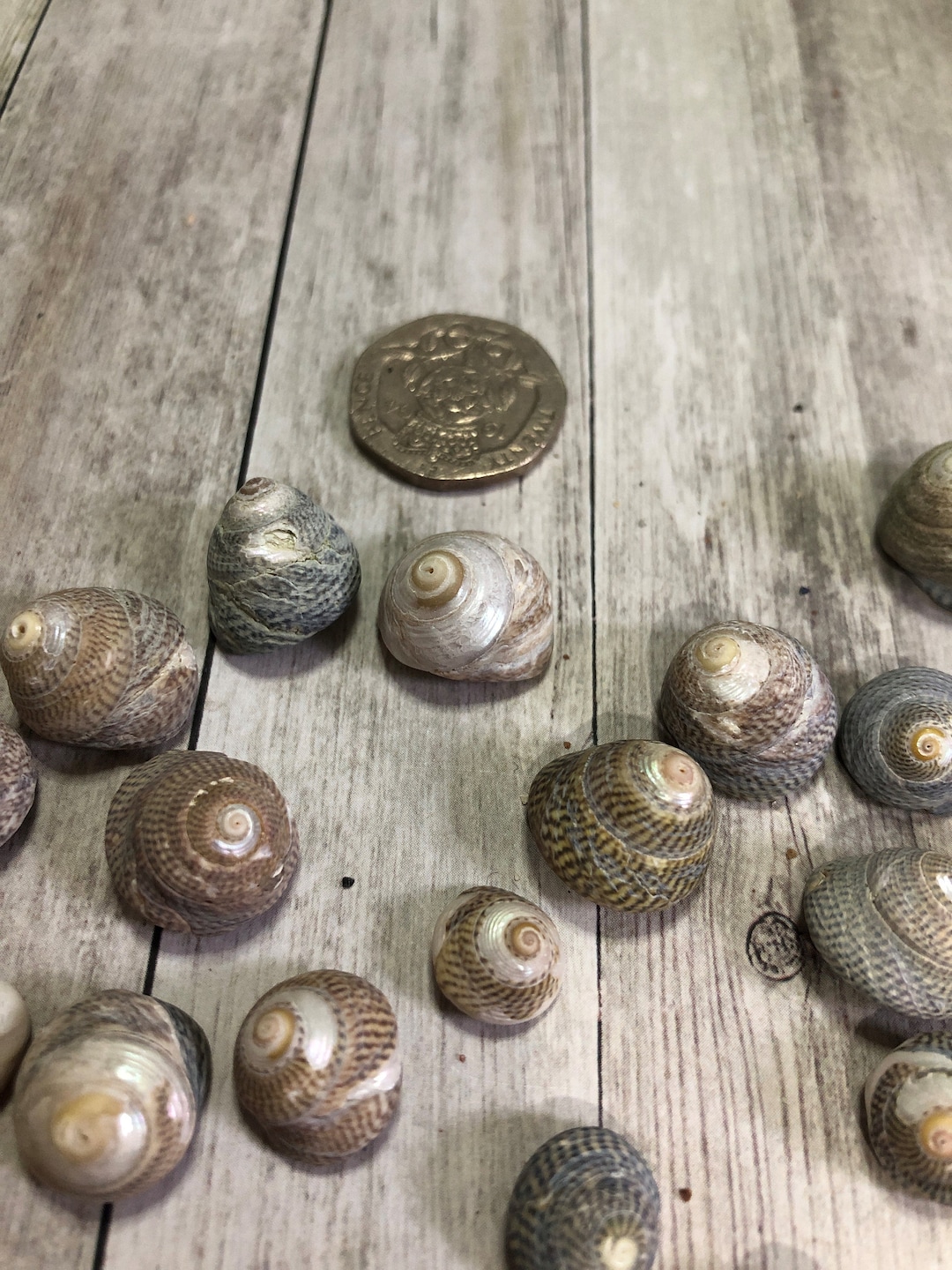 20 X Beautiful Shiny Tegula Shells Found on the East Coast of - Etsy