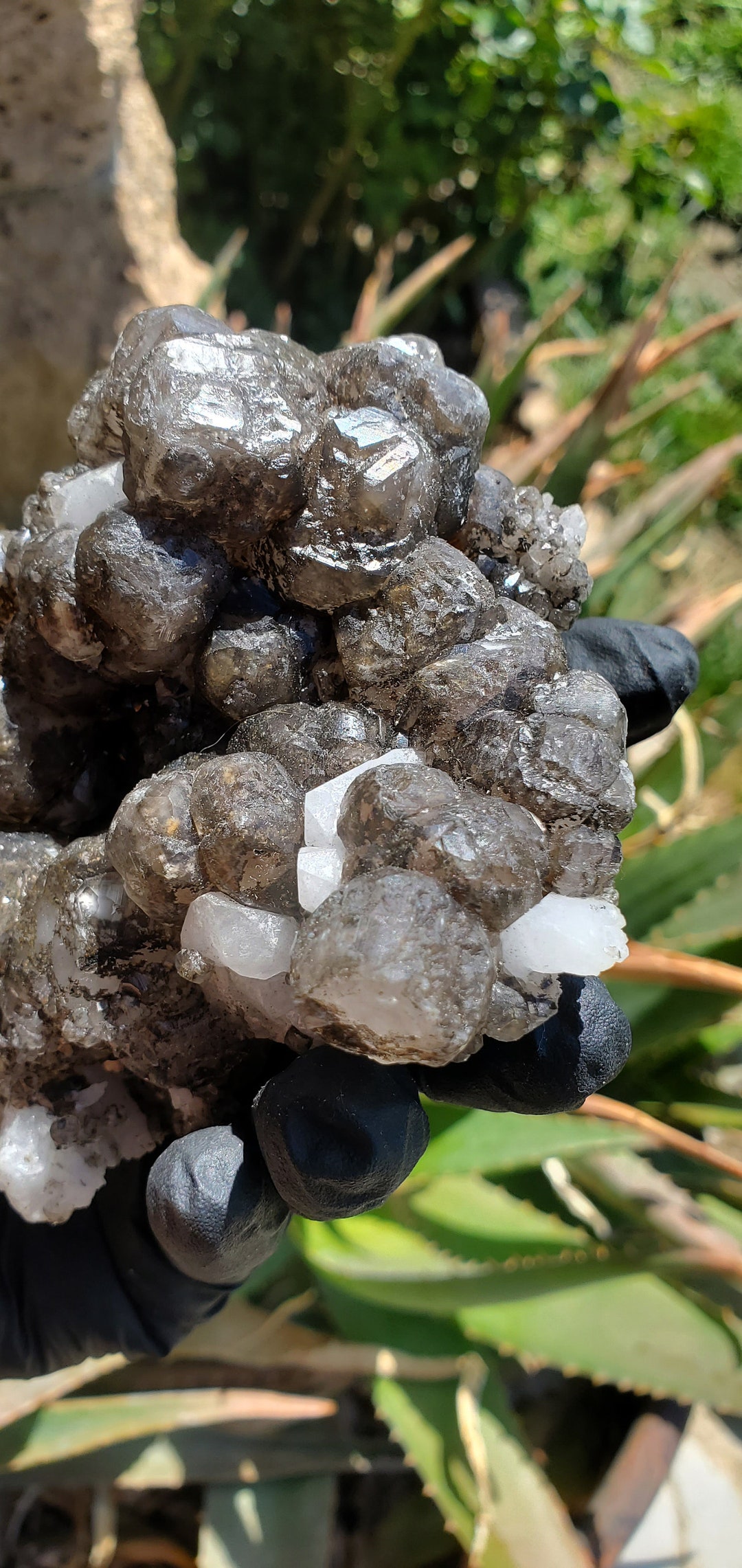 Bubble Calcite,uv Reactive Brown Botryoidal /uv-reactive Red /calcite ...