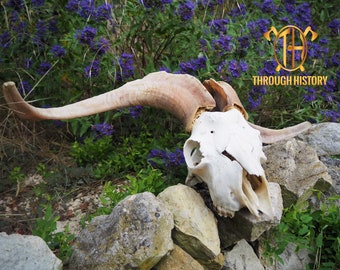 Big Goat Skull, COMPLETE, All Teeth, Perfect Condition, Heavy Weight ...
