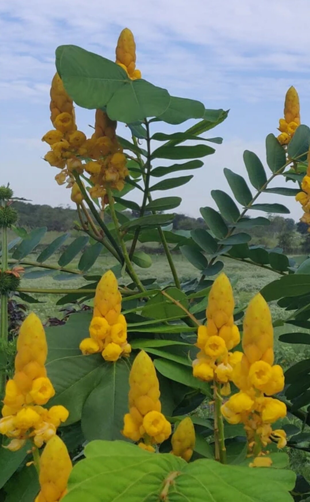 Yellow Candle Stick Senna - Patio Cassia - Bulk Packet of Seeds for ...