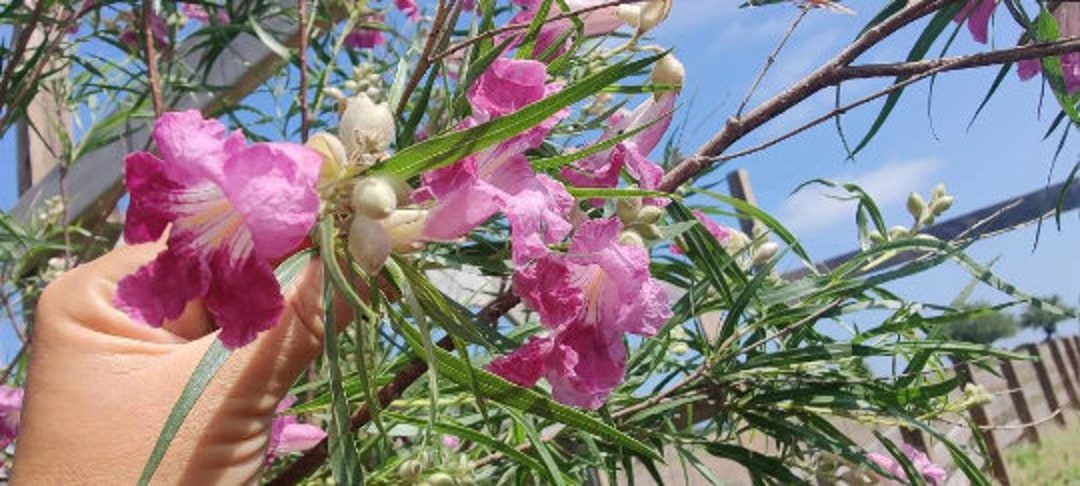 Desert Willow Chilopsis Linearis Seeds for Pollinators Lovely and Tough ...