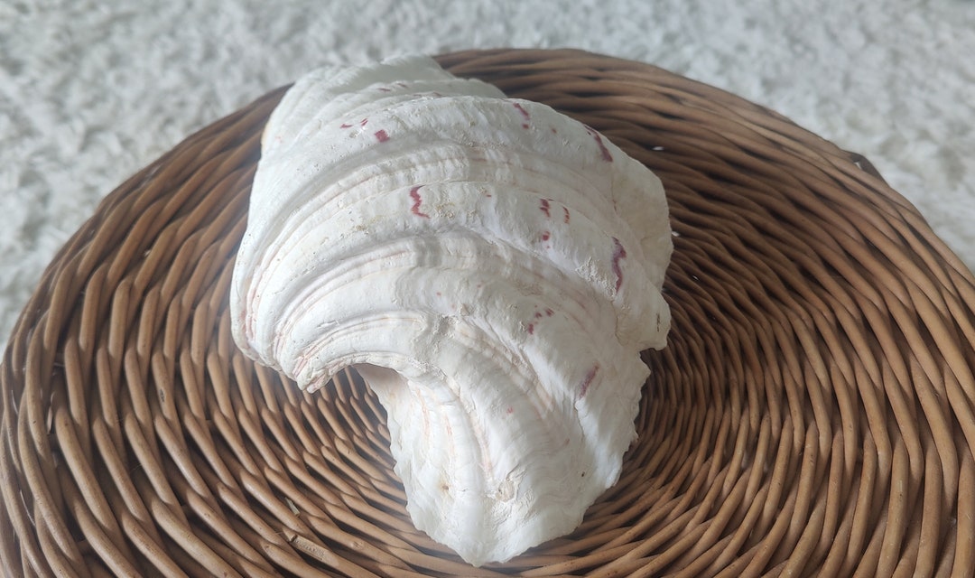 Beautiful and Rare Large Clam Sea Shell - Etsy