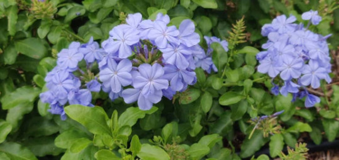 Purple Plumbago Flower Seeds Auriculata - Etsy