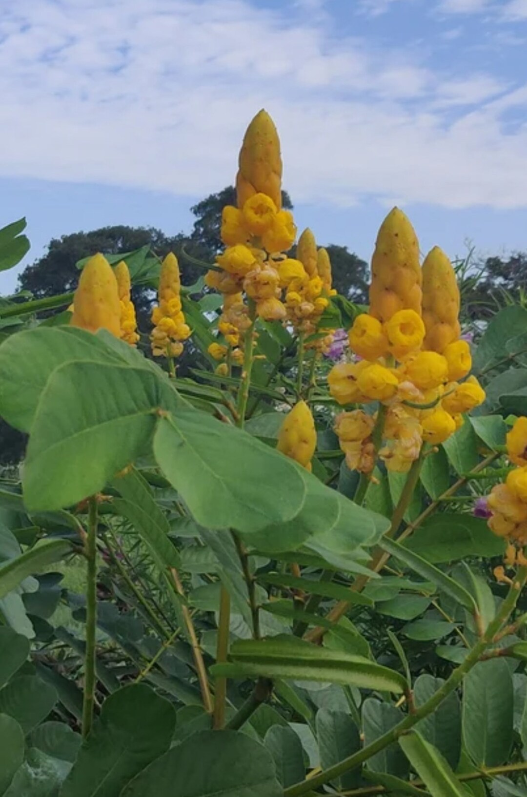 Yellow Candle Stick Senna - Patio Cassia - Packet of Seeds for Garden ...