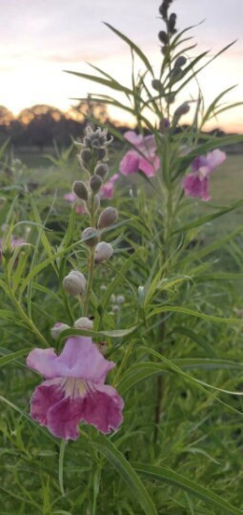 Desert Willow Chilopsis Linearis Seeds for Pollinators Lovely and Tough ...