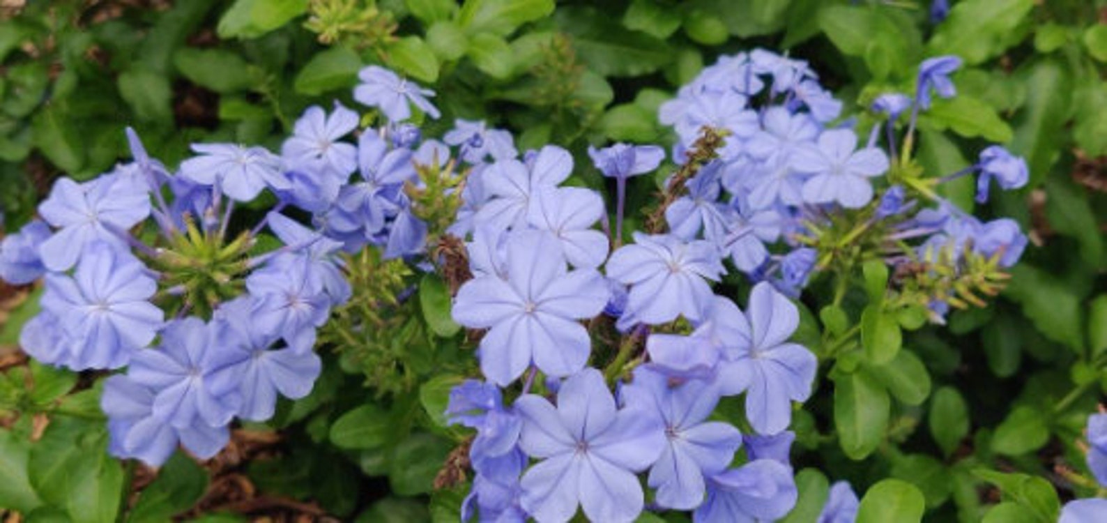 Purple Plumbago Flower Seeds Auriculata - Etsy