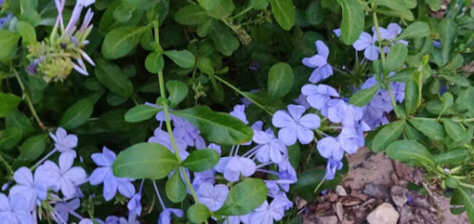 Purple Plumbago Flower Seeds Auriculata - Etsy