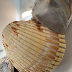 Round Shell Mirror - Etsy