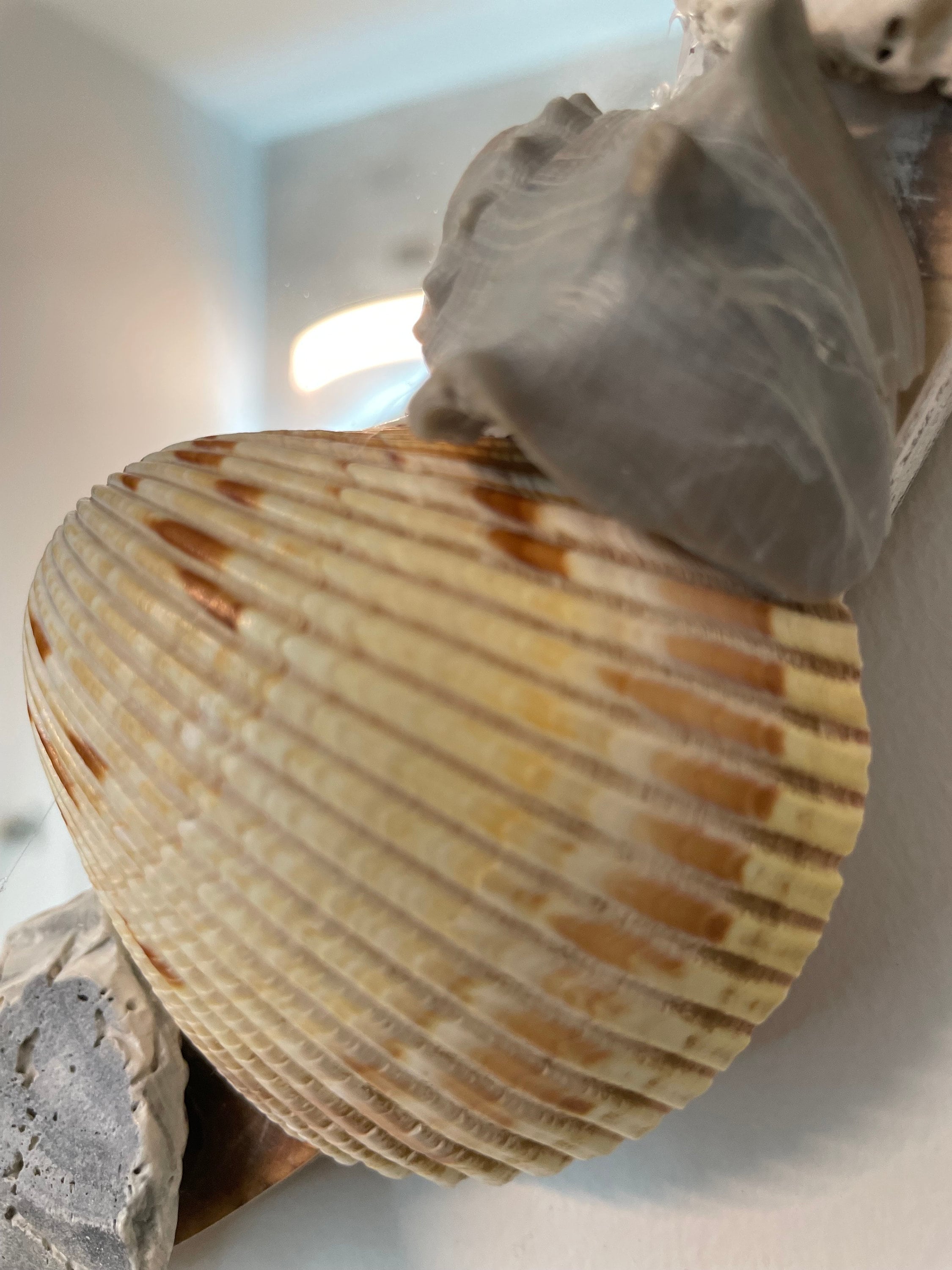 Round Shell Mirror - Etsy