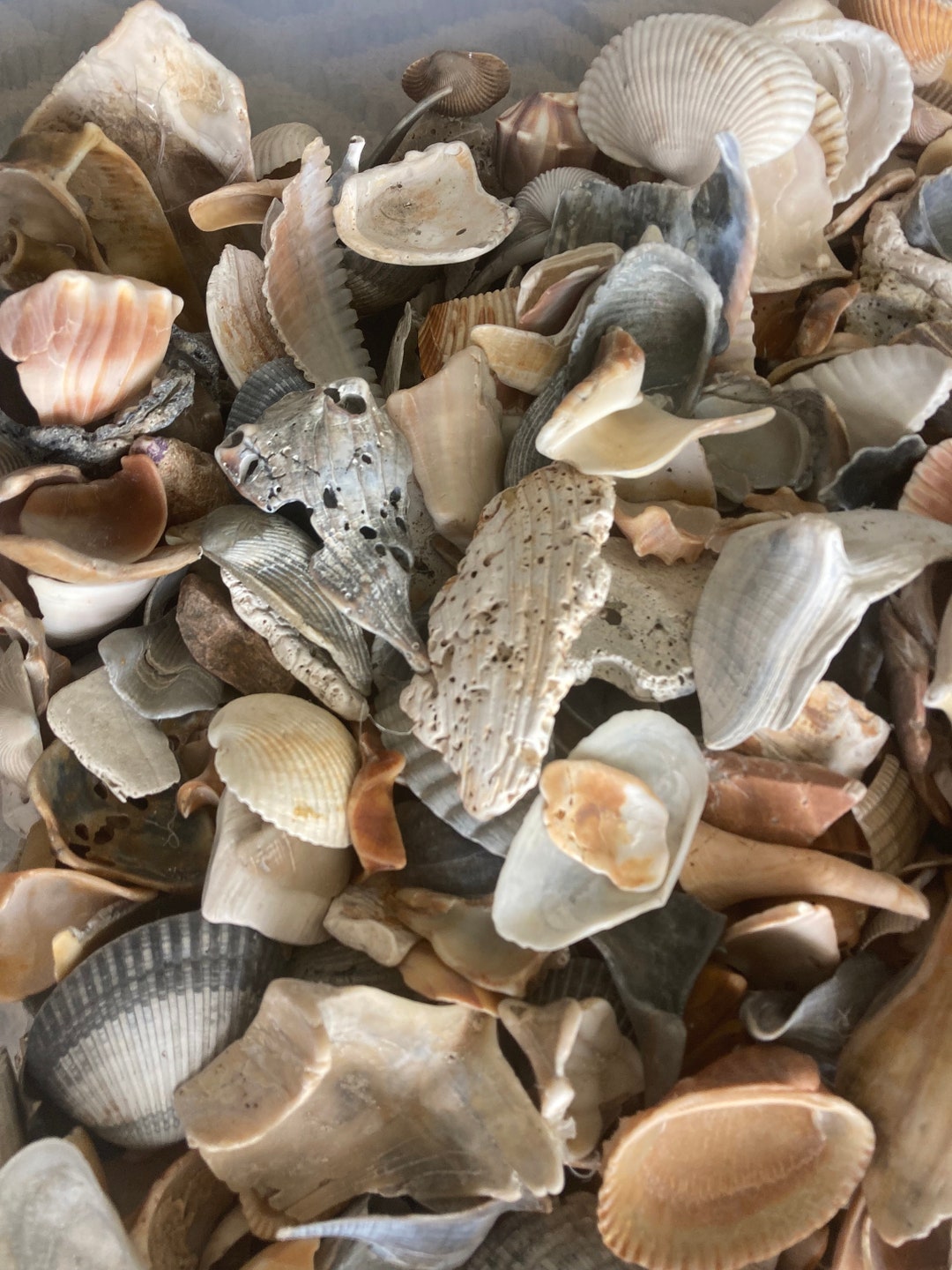 Loose Shells and Parts of Shells (mixed Variety) for Crafting, 1 Lb ...