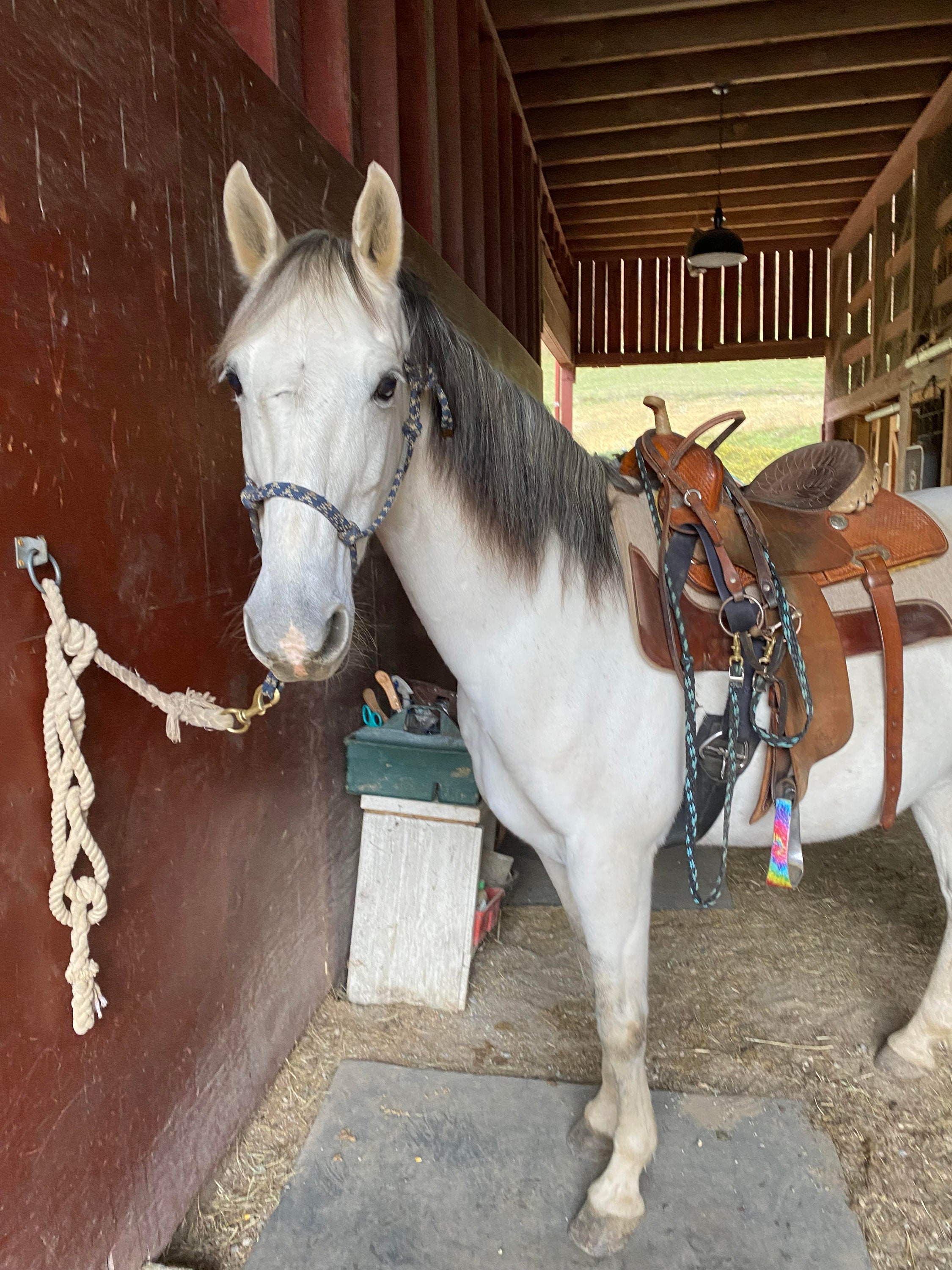 Introduction to Horse Riding: an 8 Week Sample Program for Riding ...