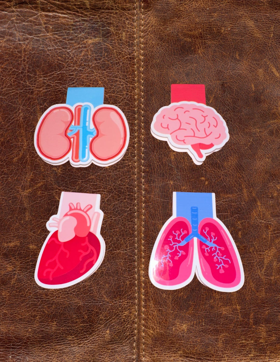 Anatomical Magnetic Bookmarks: Heart, Brain, Lungs & Kidneys - Etsy
