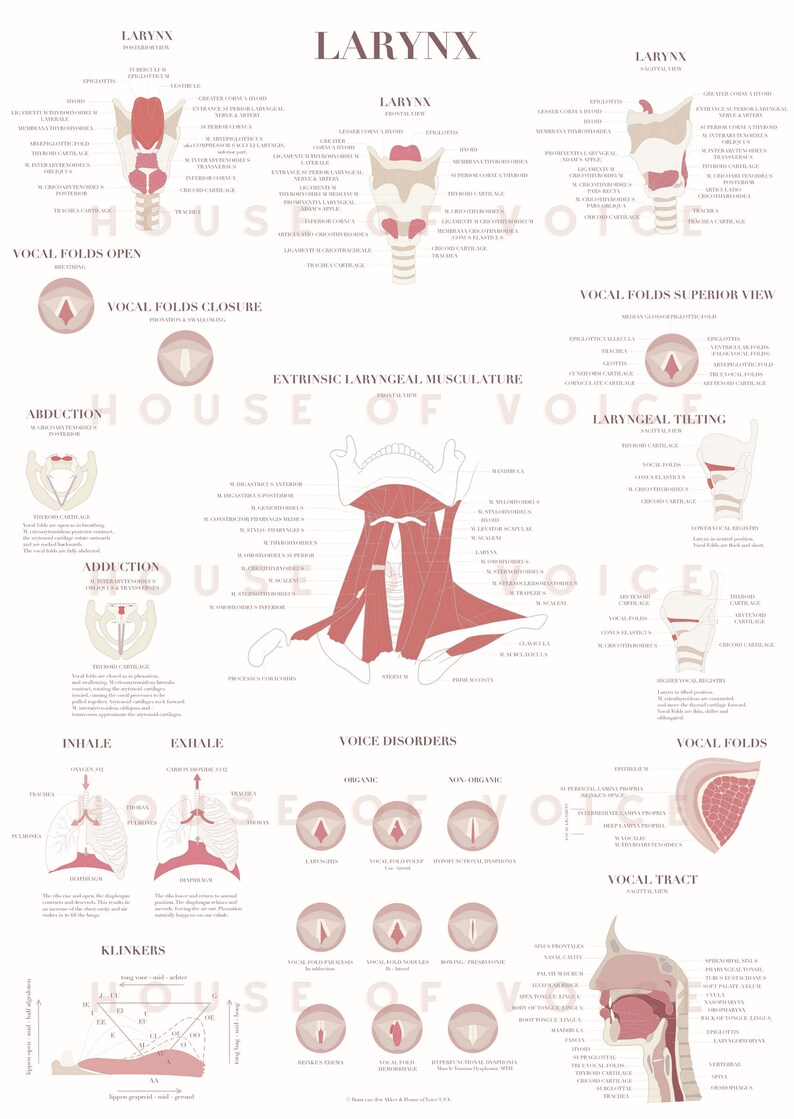Larynx Poster for Professionals I DIGITAL - Etsy