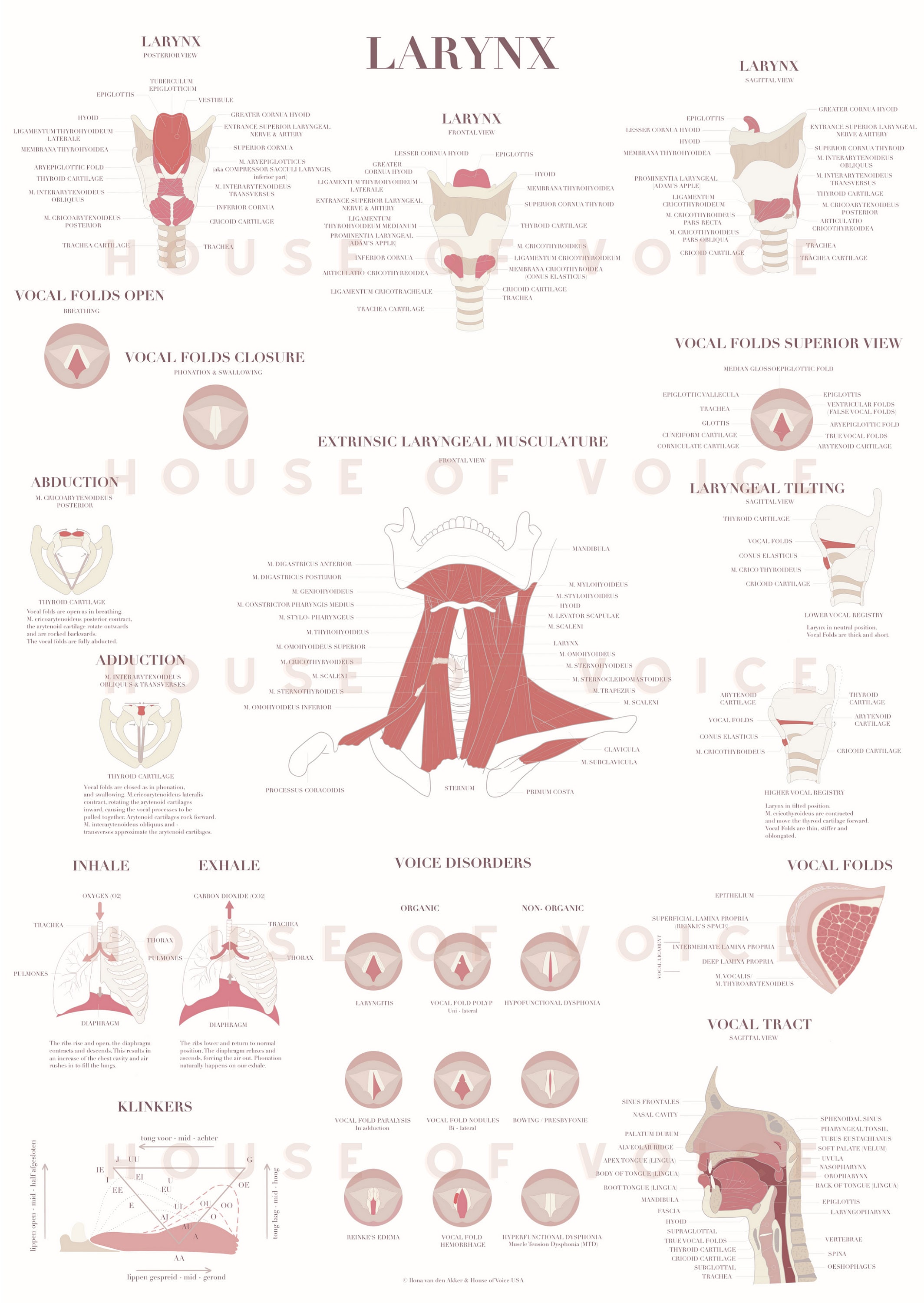 Larynx Poster for Professionals I DIGITAL - Etsy